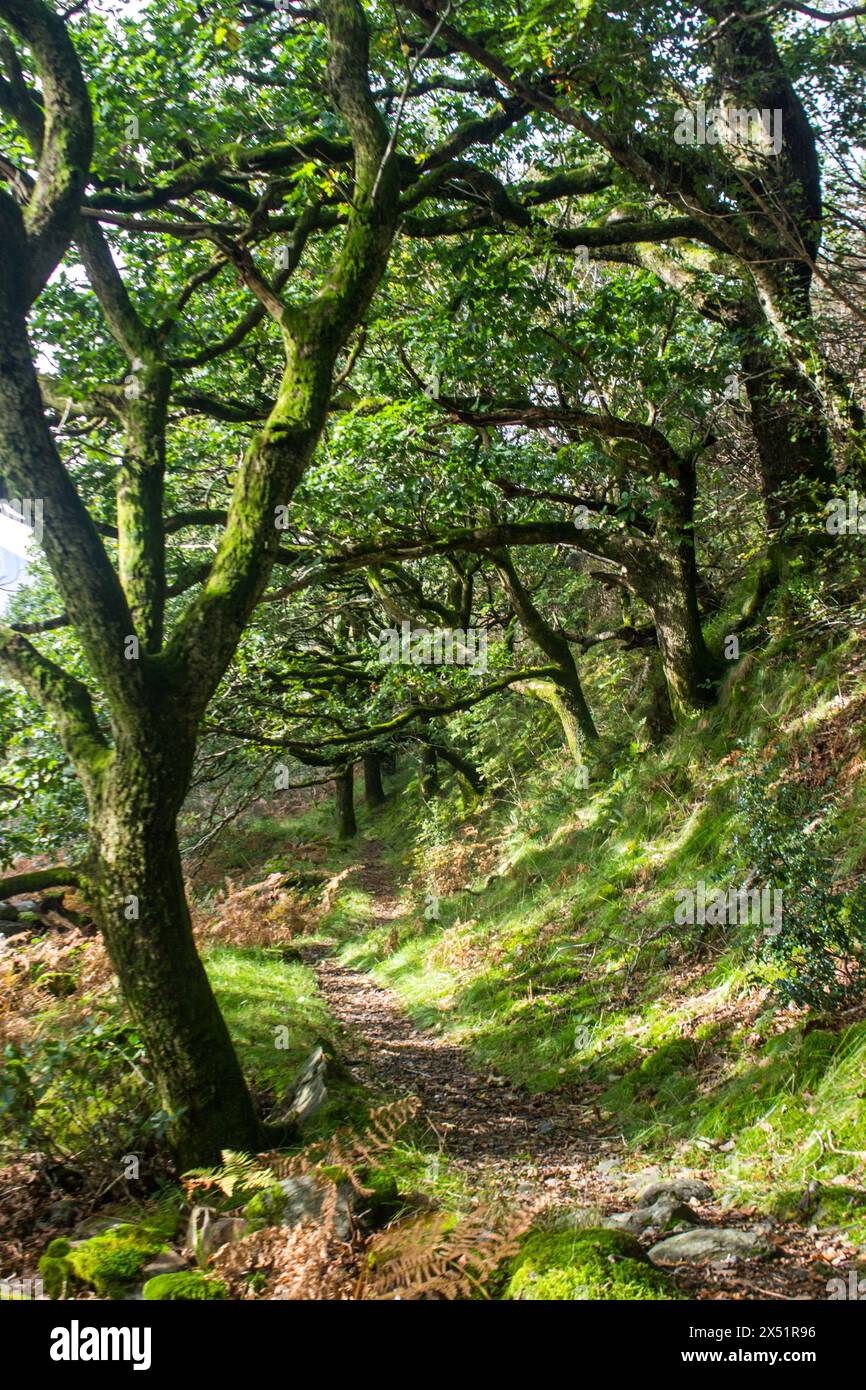 Celtic rainforests hi-res stock photography and images - Alamy