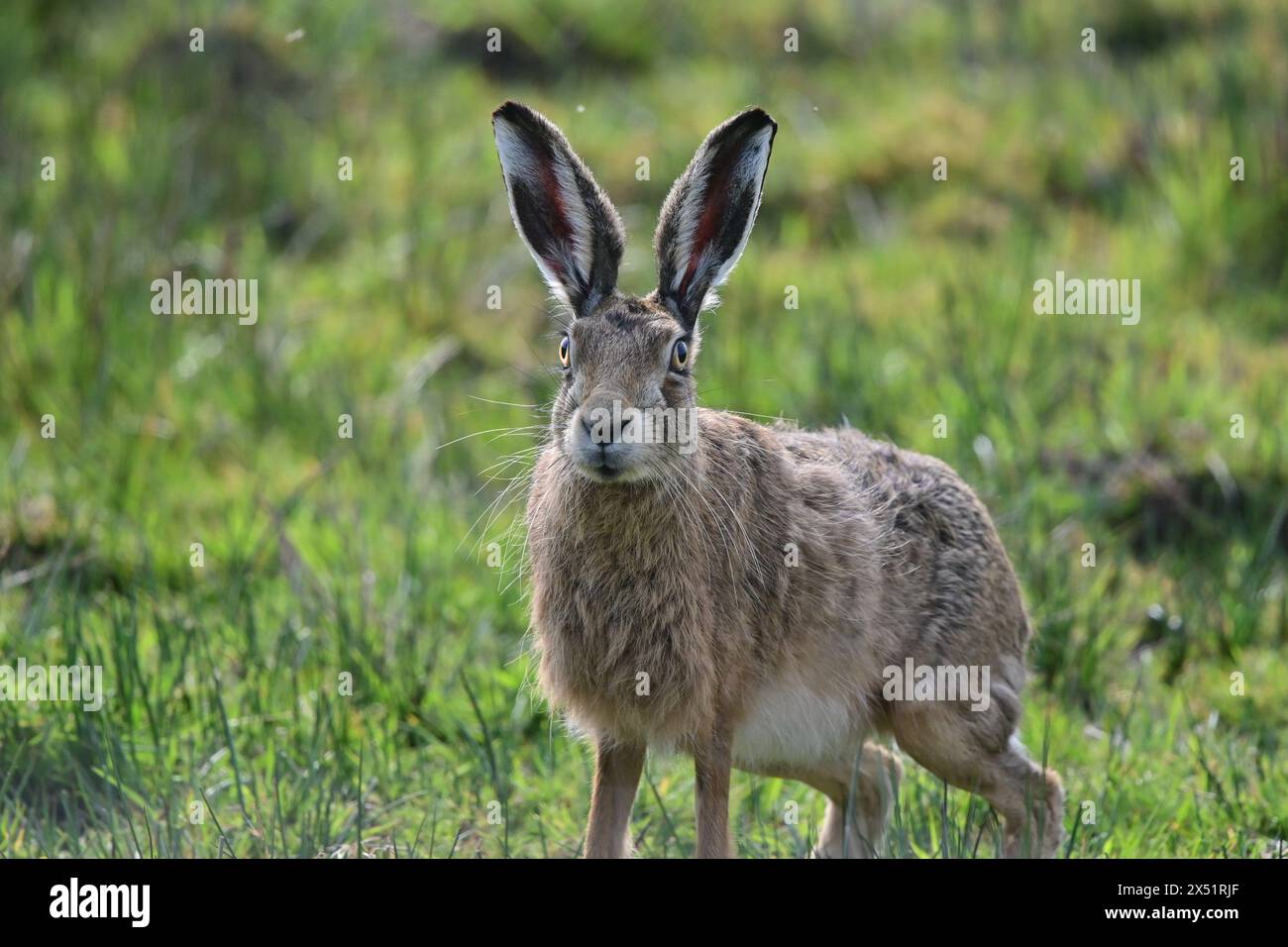 Mystical limbs hi-res stock photography and images - Alamy