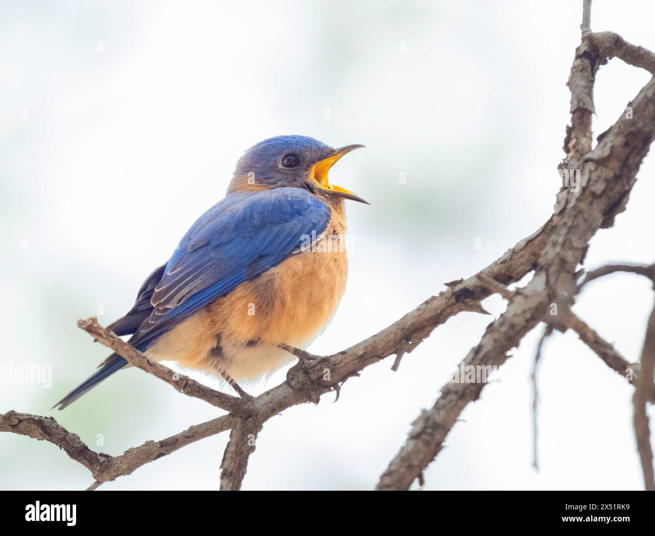 An Eastern Bluebird in Arizona singing during migration Stock Photo - Alamy