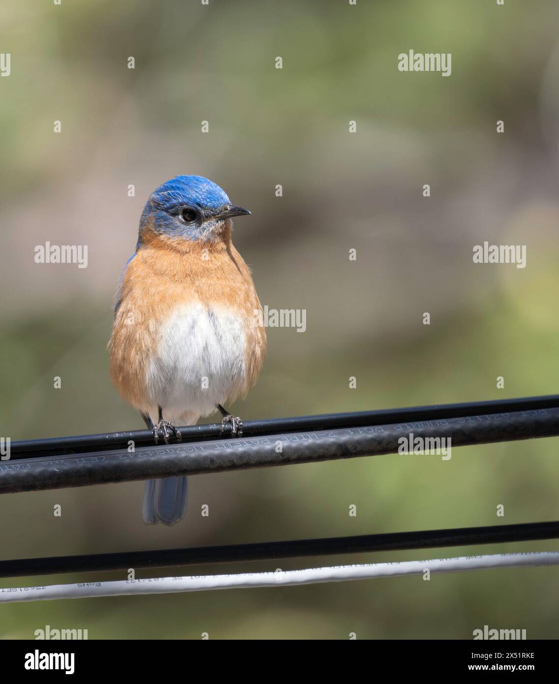 An Eastern Bluebird in Arizona during migration Stock Photo - Alamy