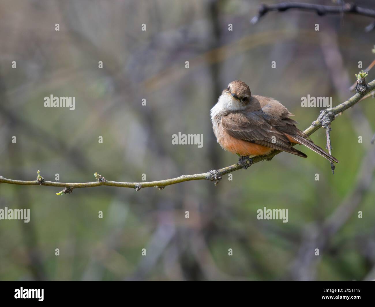 Female Vermillion Flycatcher Stock Photo - Alamy