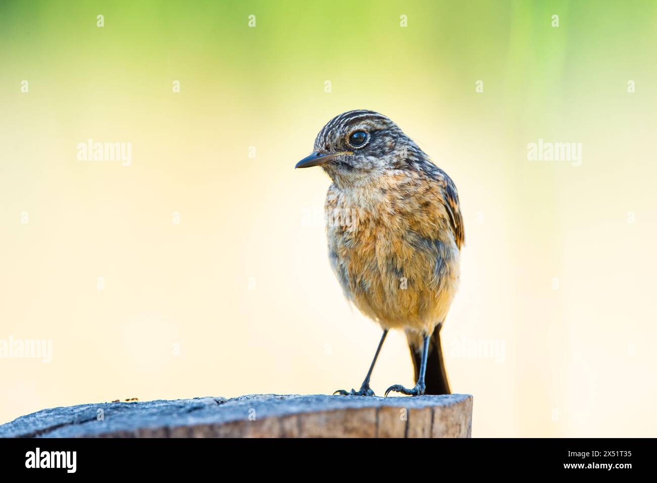 Saxicola rubicola or tarabilla comun Stock Photo - Alamy