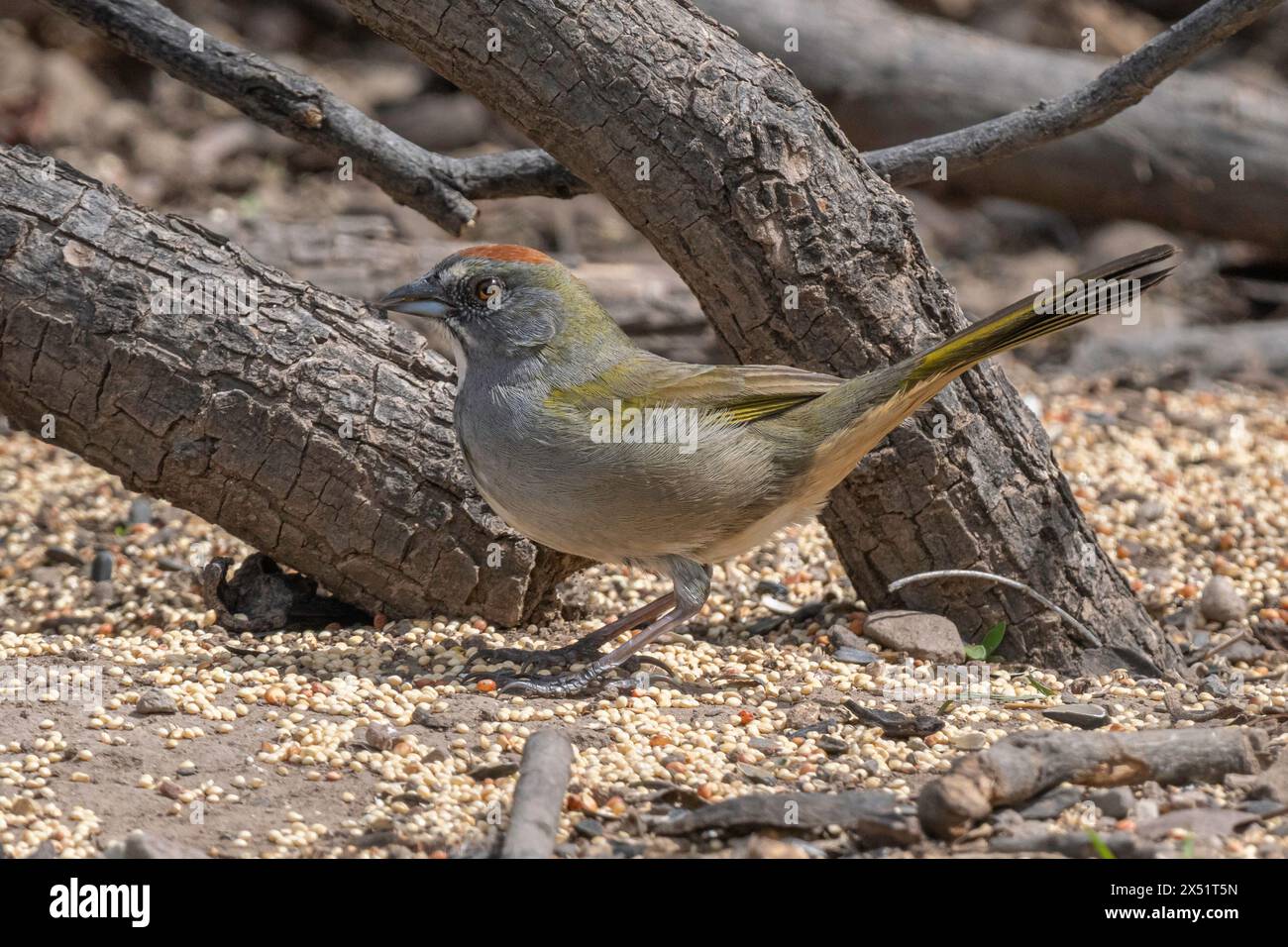 A Green-tailed Towhee Bird Stock Photo - Alamy