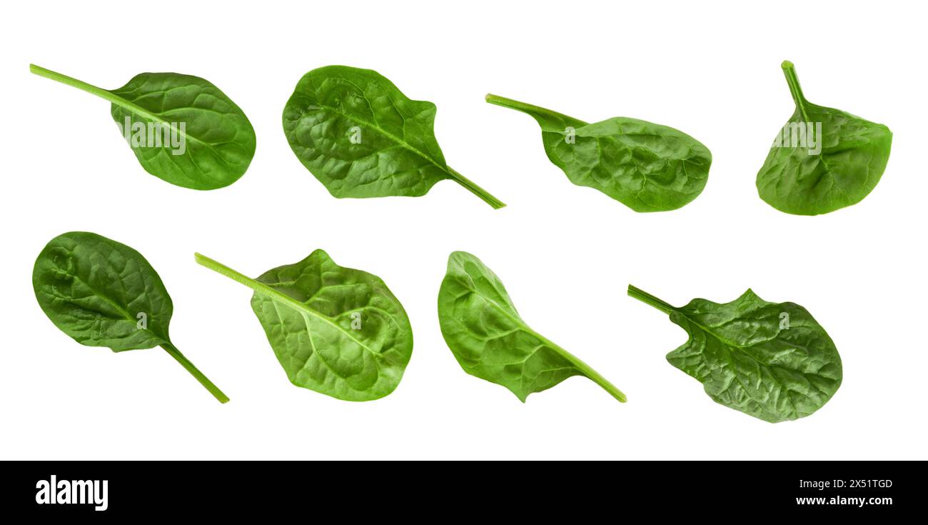 Spinach green leaves. Set of green spinach leaves. Isolated on white ...