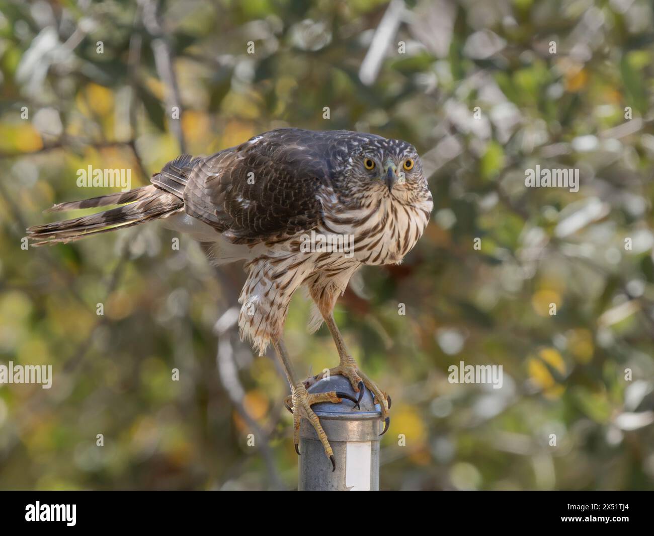 Yellow S Hawk Eyes