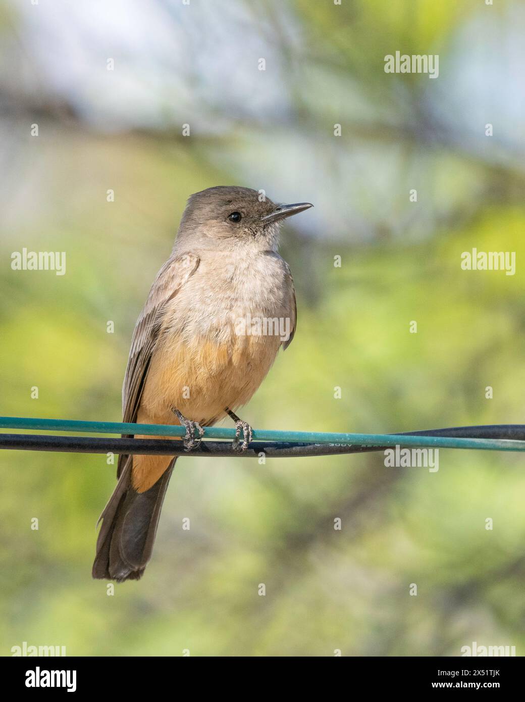 Say's Phoebe in Arizona During Springtime Stock Photo - Alamy