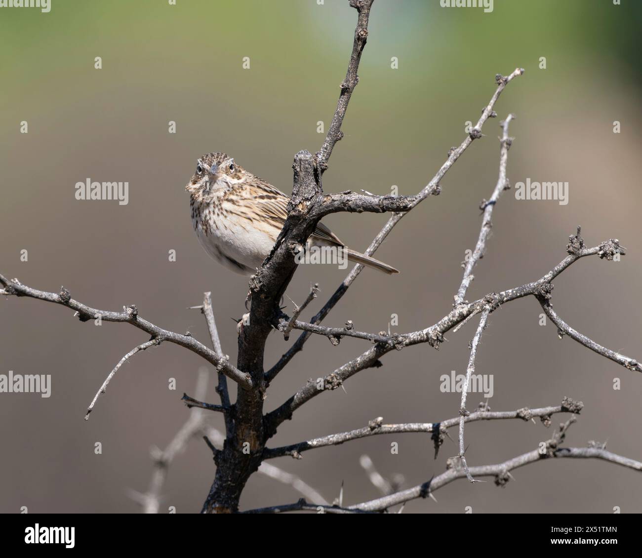 Vesper sparrow with insect hi-res stock photography and images - Alamy