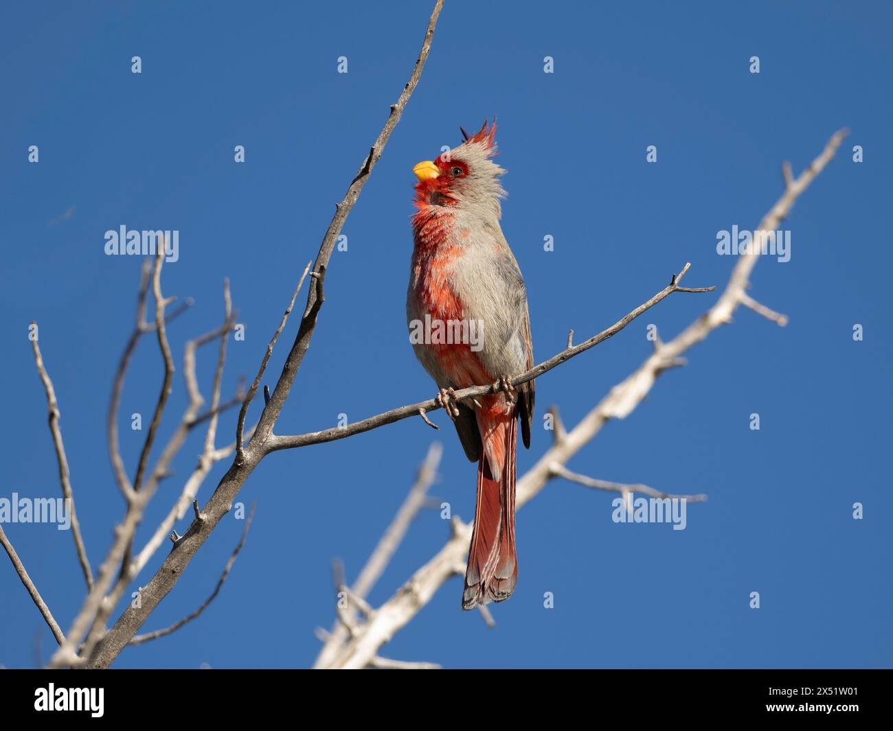 Female Northern Cardinal in Arizona Stock Photo - Alamy