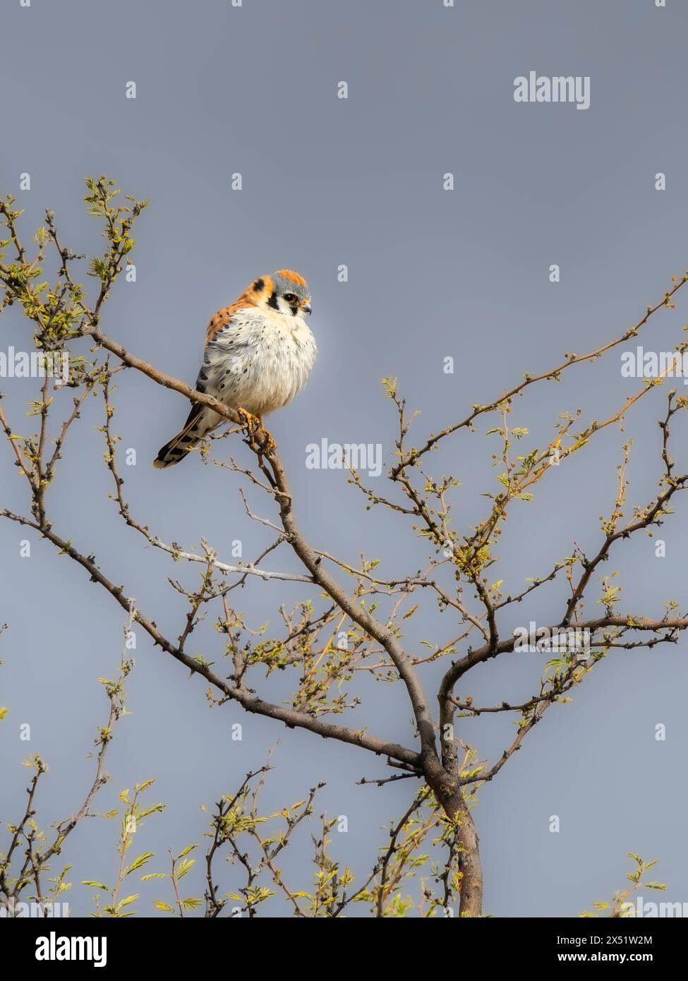 The smallest and most common falcon in north america hi-res stock ...