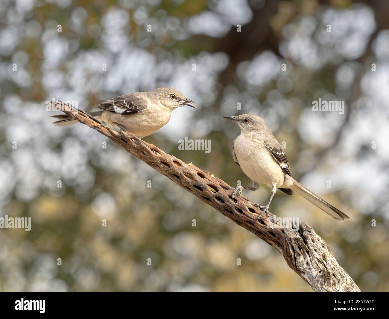 Mockingbird Adult & Fledgling Stock Photo - Alamy