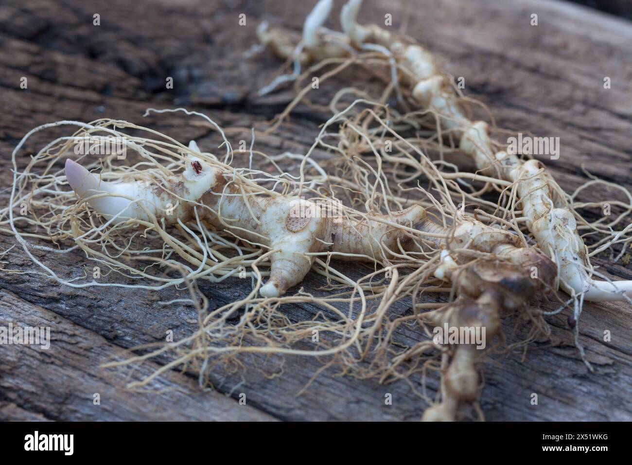 Konig salomos siegelring hi-res stock photography and images - Alamy