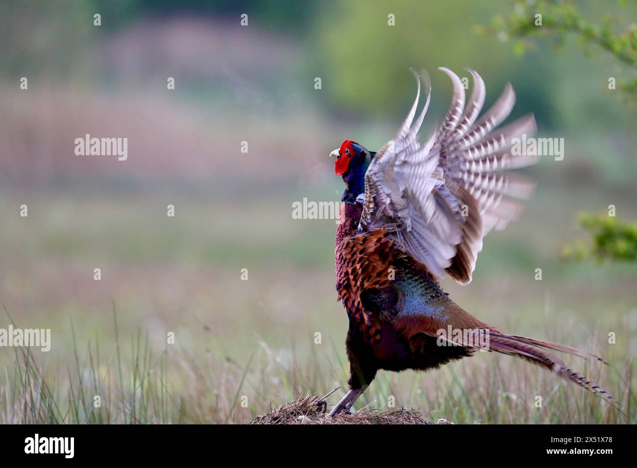 Male Pheasant (Phasianus colchicus Stock Photo - Alamy