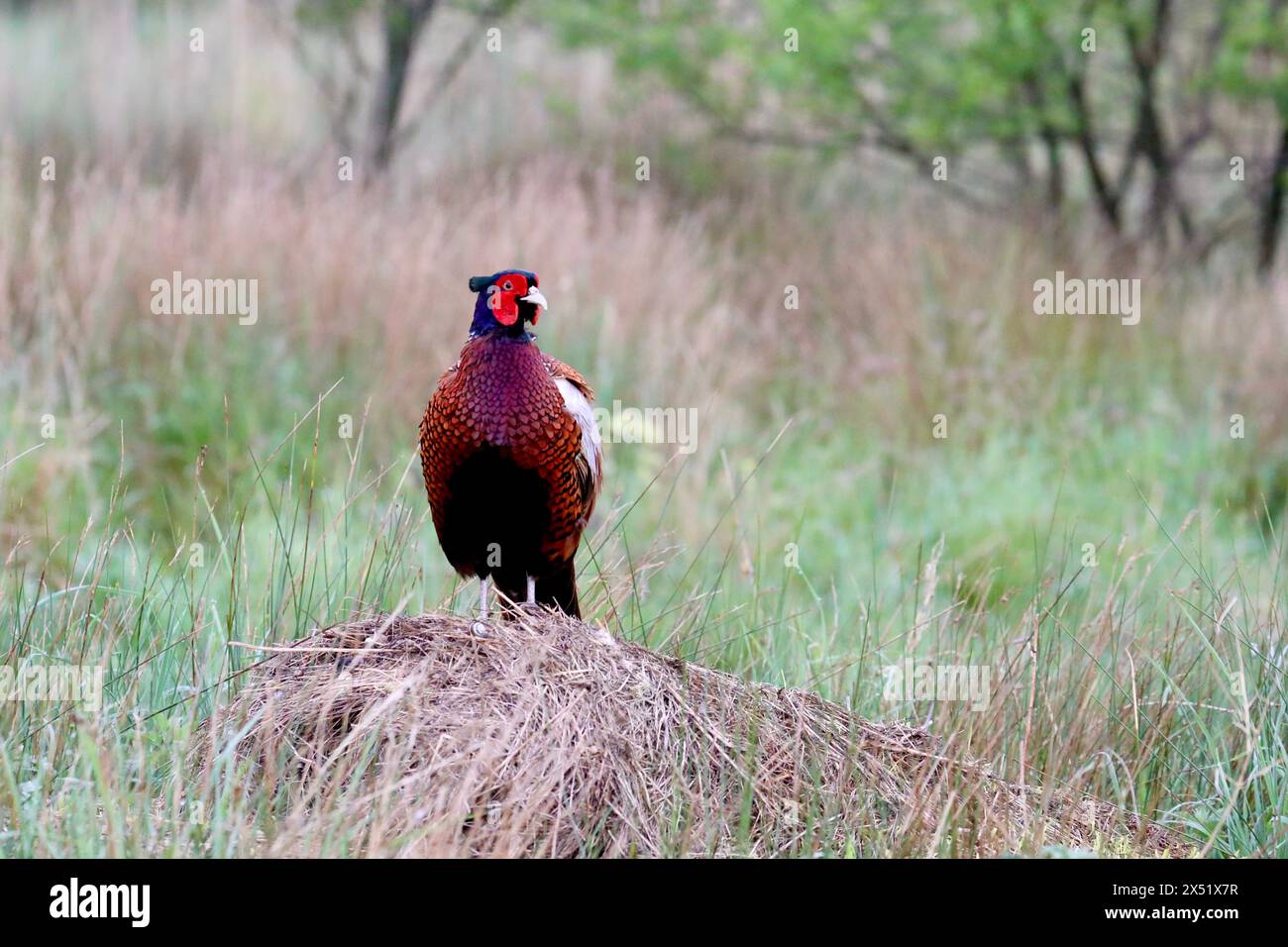 Male Pheasant (Phasianus colchicus Stock Photo - Alamy