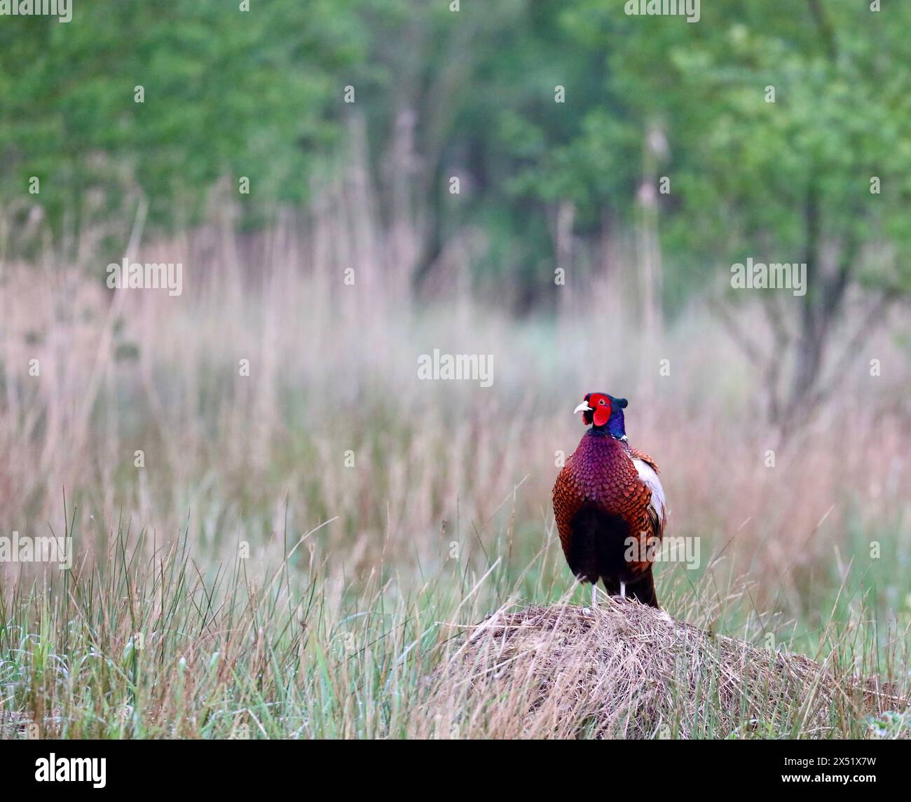 Male pheasant in meadow hi-res stock photography and images - Alamy