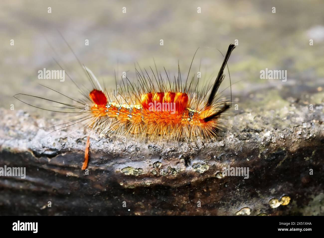 Detailed view of a Neocifuna olivacea caterpillar with orange and black ...