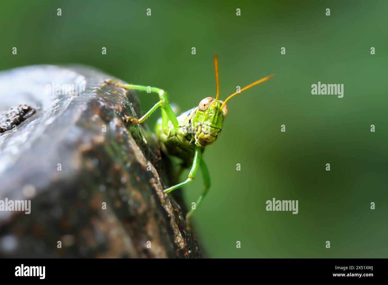 Close-up of a vibrant green grasshopper perched on a pillar. Reveals ...