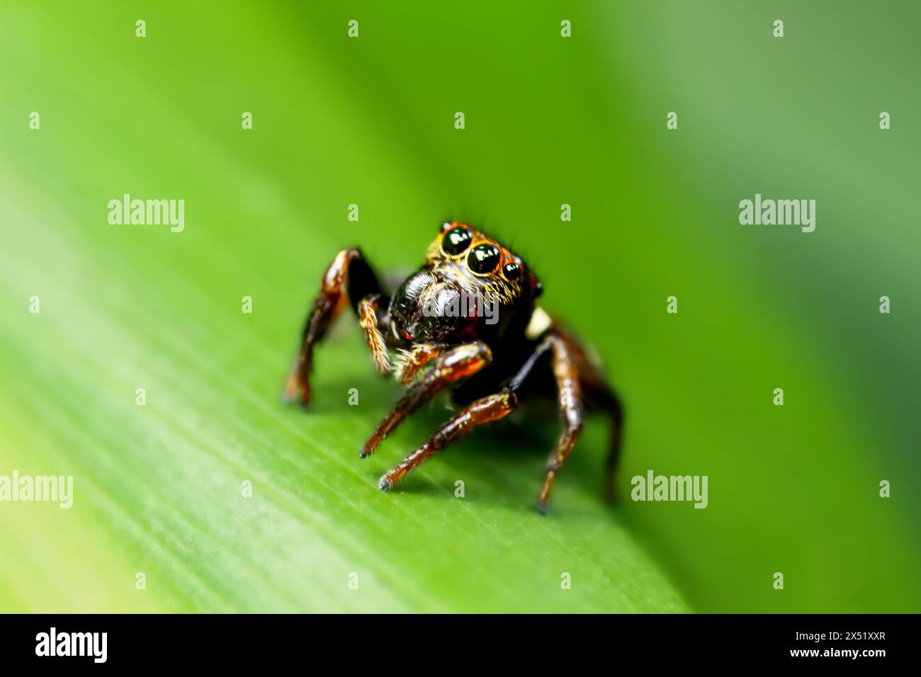 A detailed close-up of a Portia labiata, showcasing its intricate ...