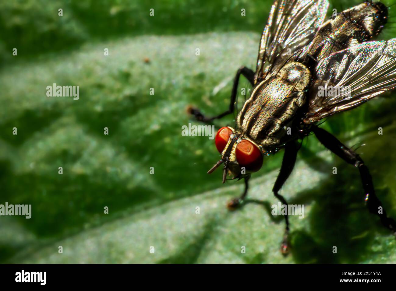 A detailed close-up of a flesh fly (Sarcophaga peregrina), showcasing ...
