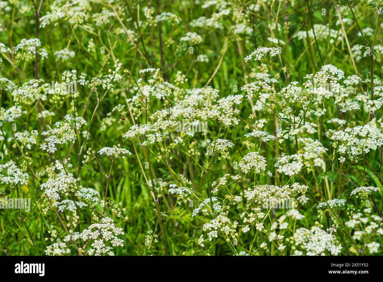 Anthriscus sylvestris outdoors hi-res stock photography and images - Alamy