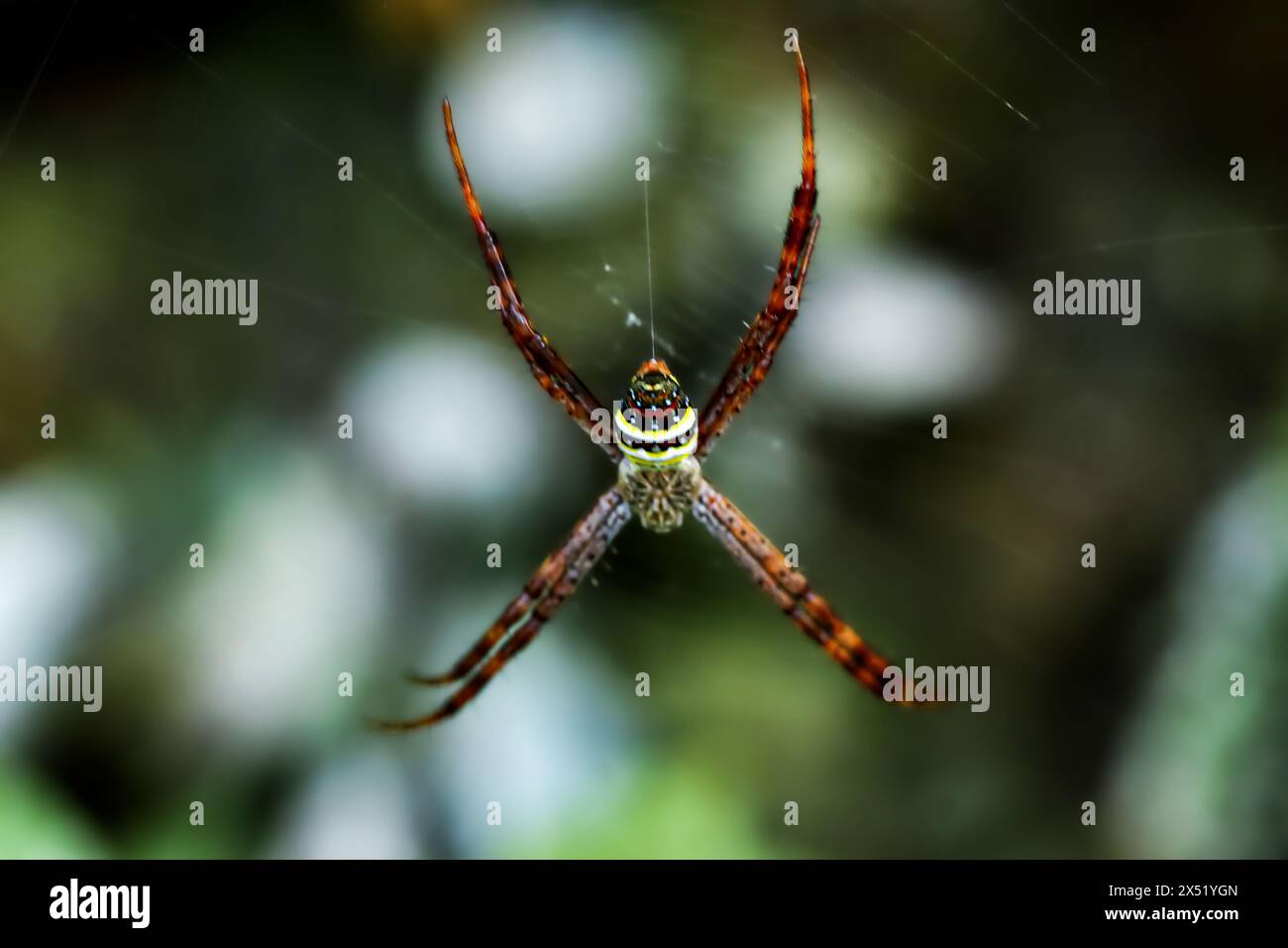 Detailed view of an Argiope aetheroides spider in its web. Showing ...
