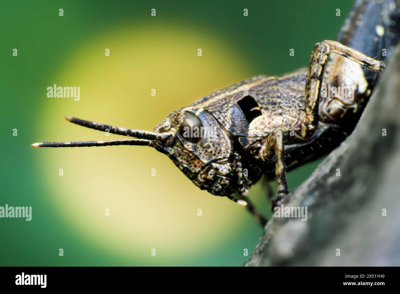 A close-up view captures the intricate texture of a brown grasshopper ...