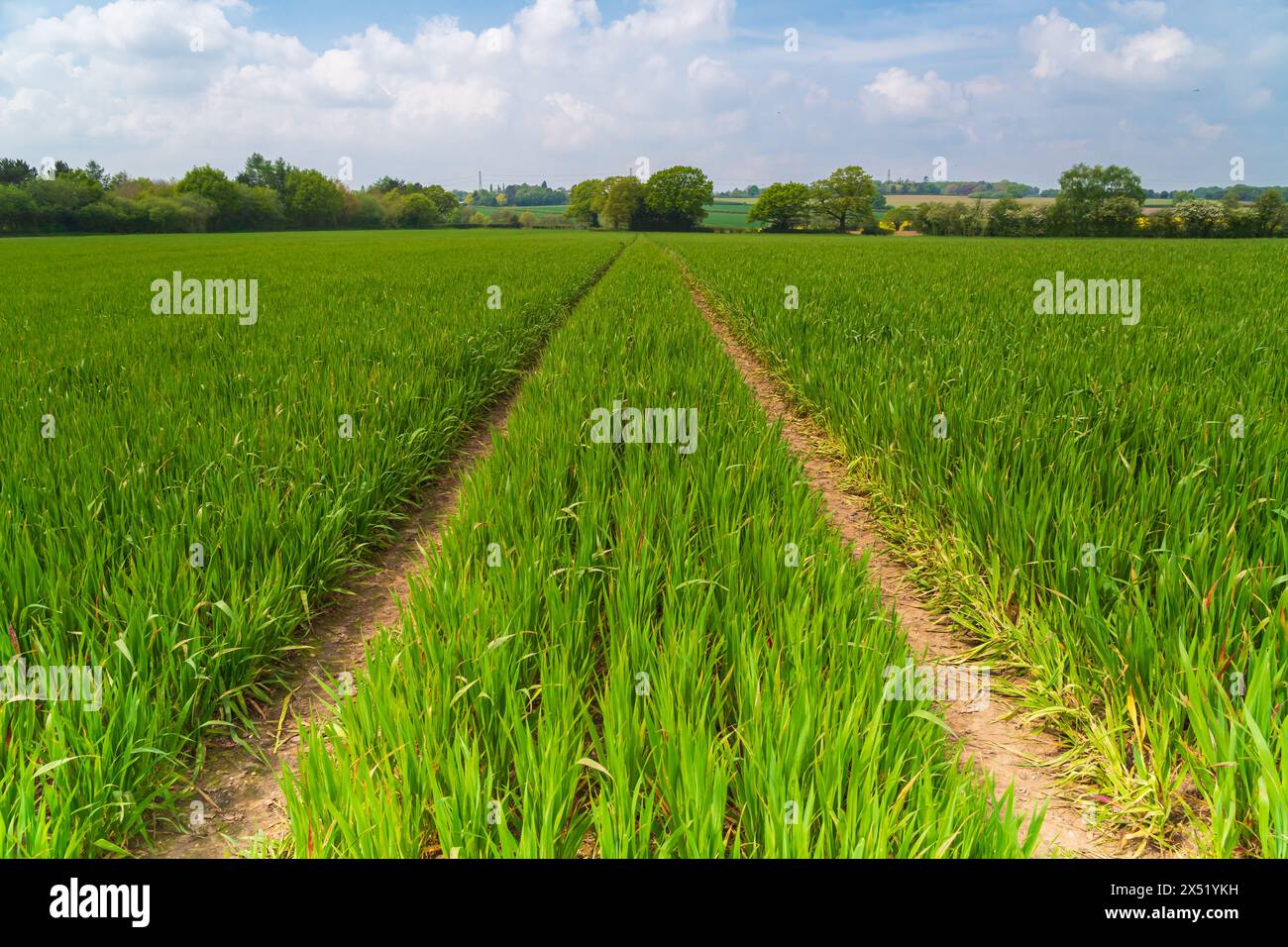 Field of young wheat in a field in the UK, growing crops in a field ...