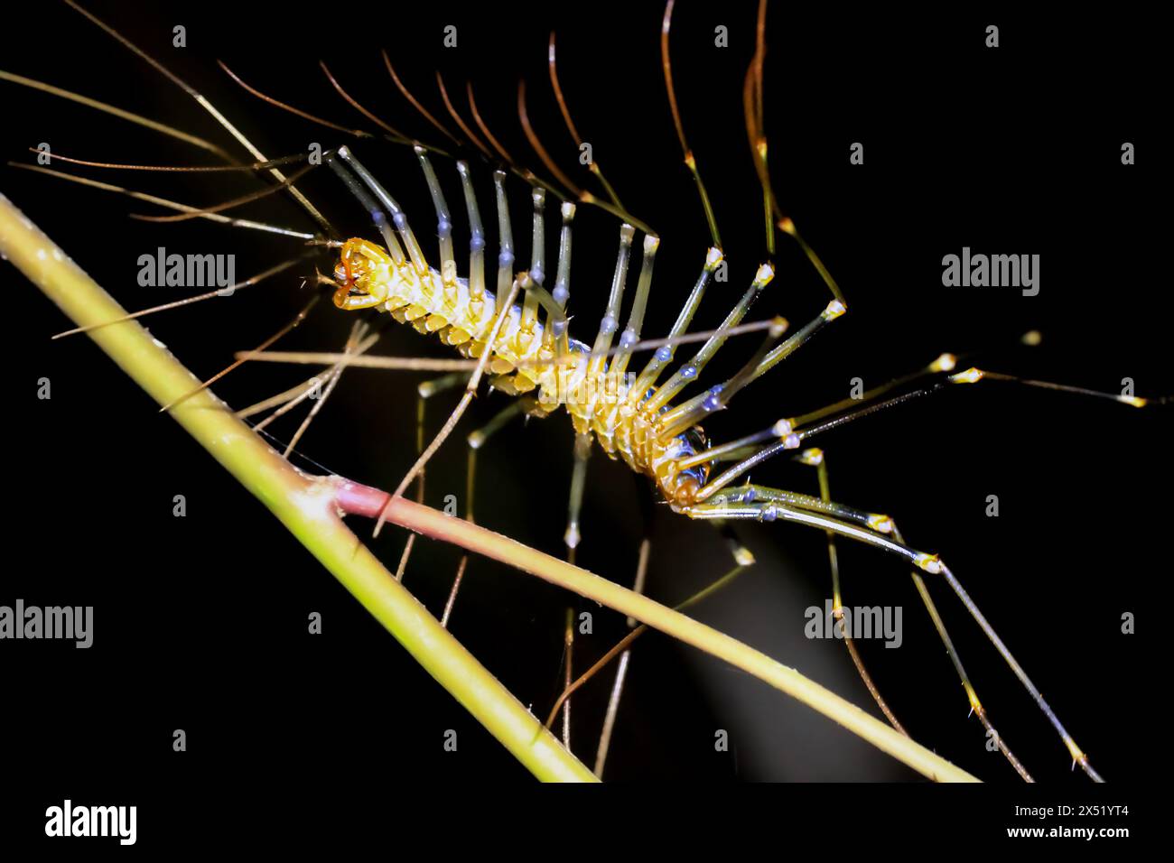 An intricate house centipede (Scutigera coleoptrata) perches gracefully ...