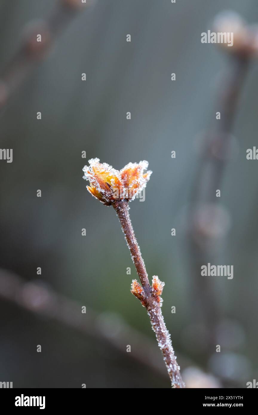 Frost frozen bush shrub hi-res stock photography and images - Alamy