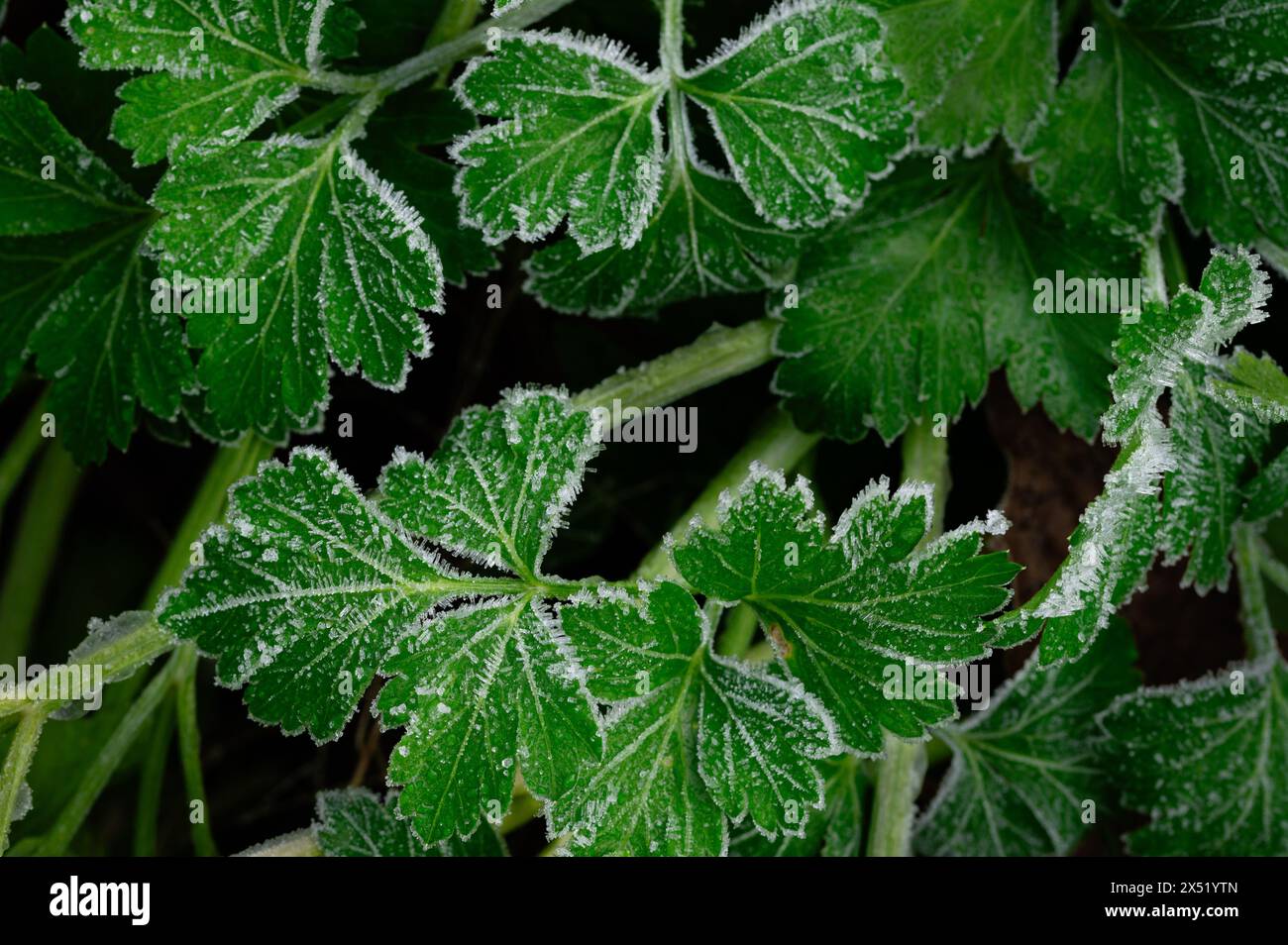 Parsley frozen in ice hi-res stock photography and images - Alamy