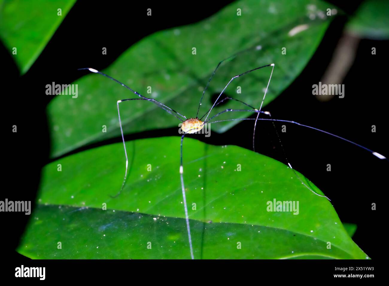 Detailed capture of a a daddy longlegs spider on a leaf. Vibrant colors ...