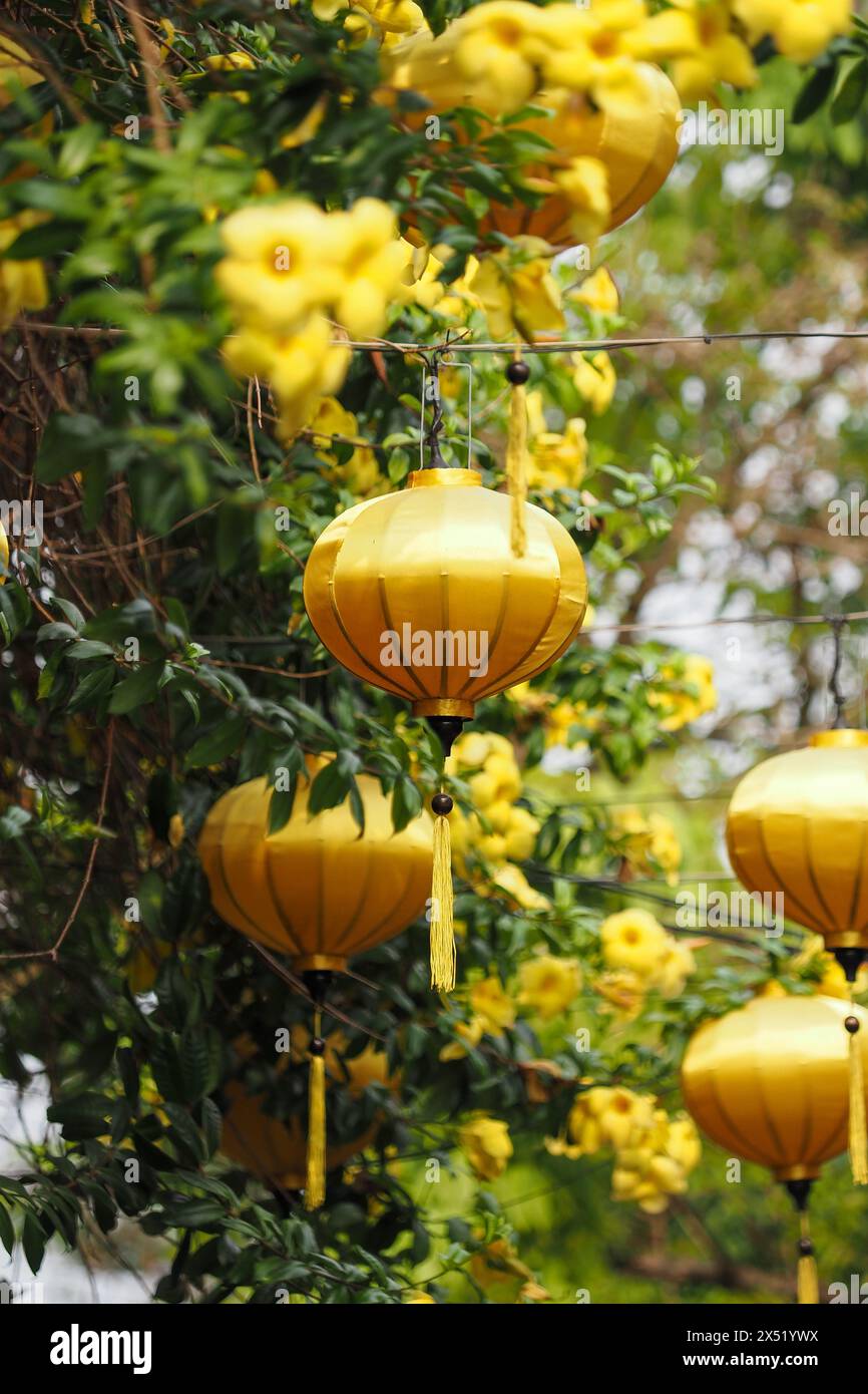 Handmade yellow lanterns are hung on trees, next to allamanda flowers ...