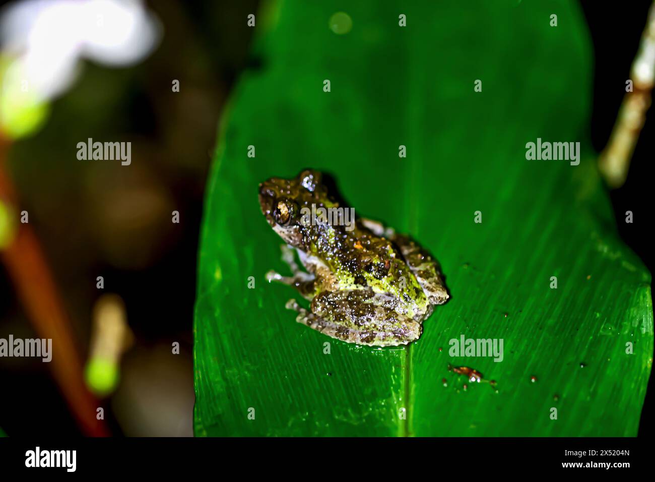 At night, there is a mysterious tree frog with big eyes on the green ...