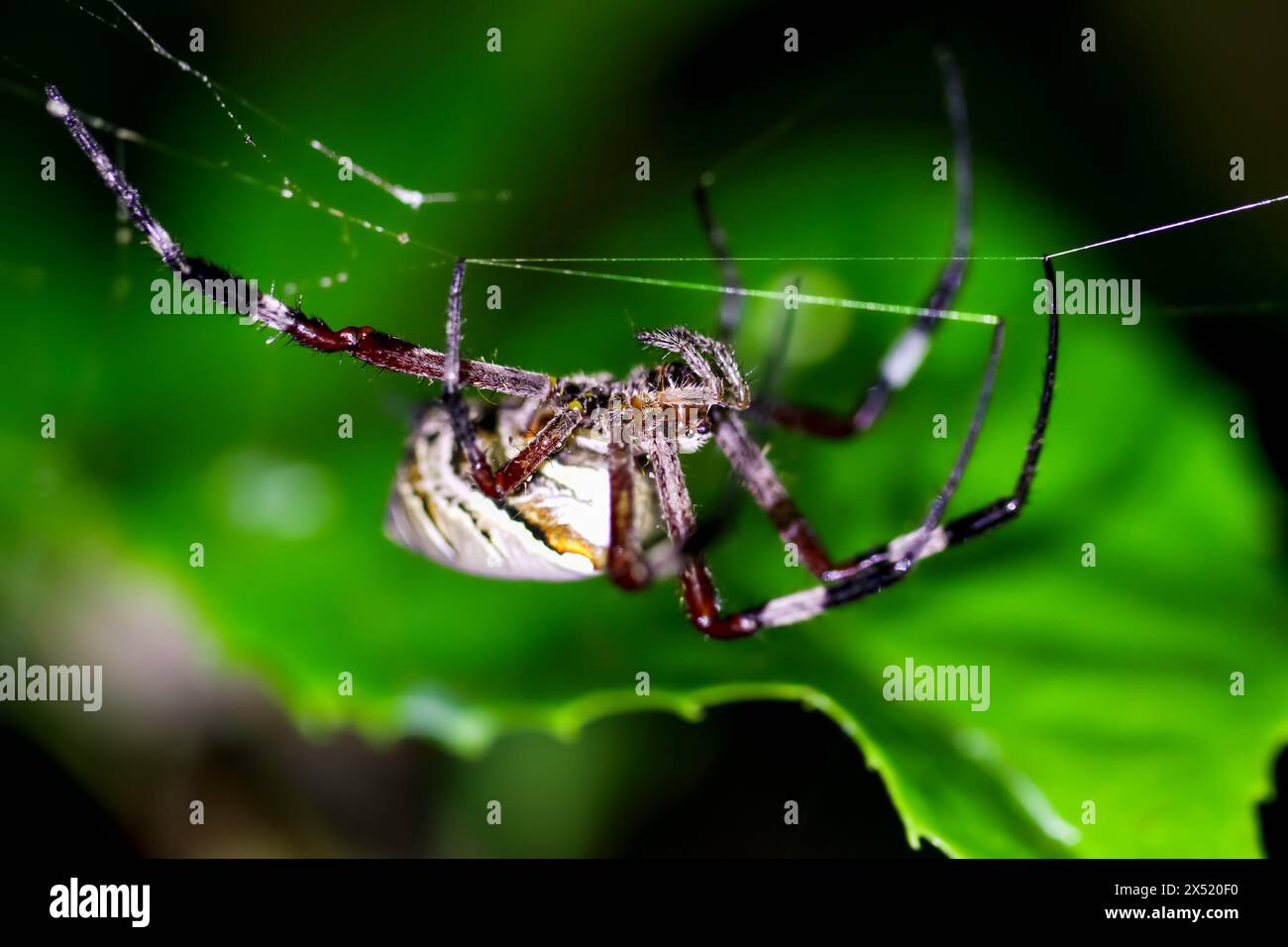 A maroon spider hangs on a spider web at night. Macro photography of ...