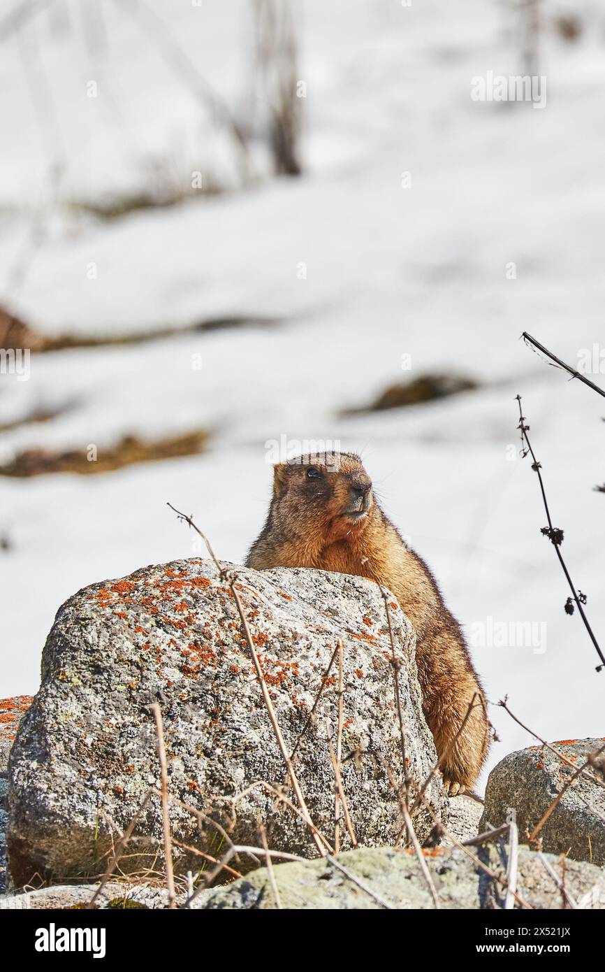 Vigilant furry alpine marmot in natural snowy habitat, showcases its ...