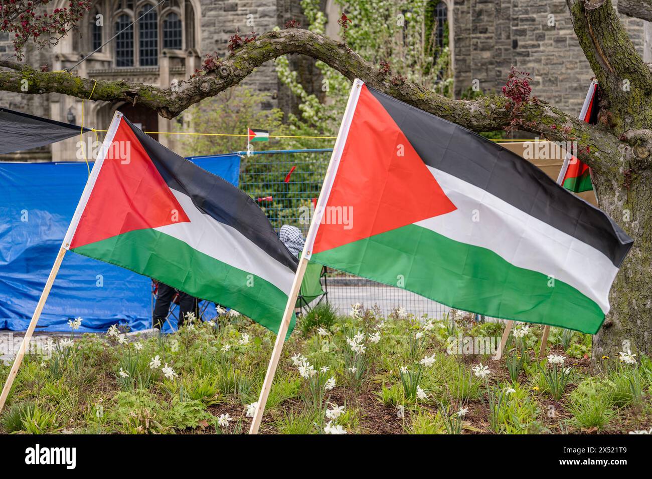 Palestine flags erected at University of Toronto. Students are ...