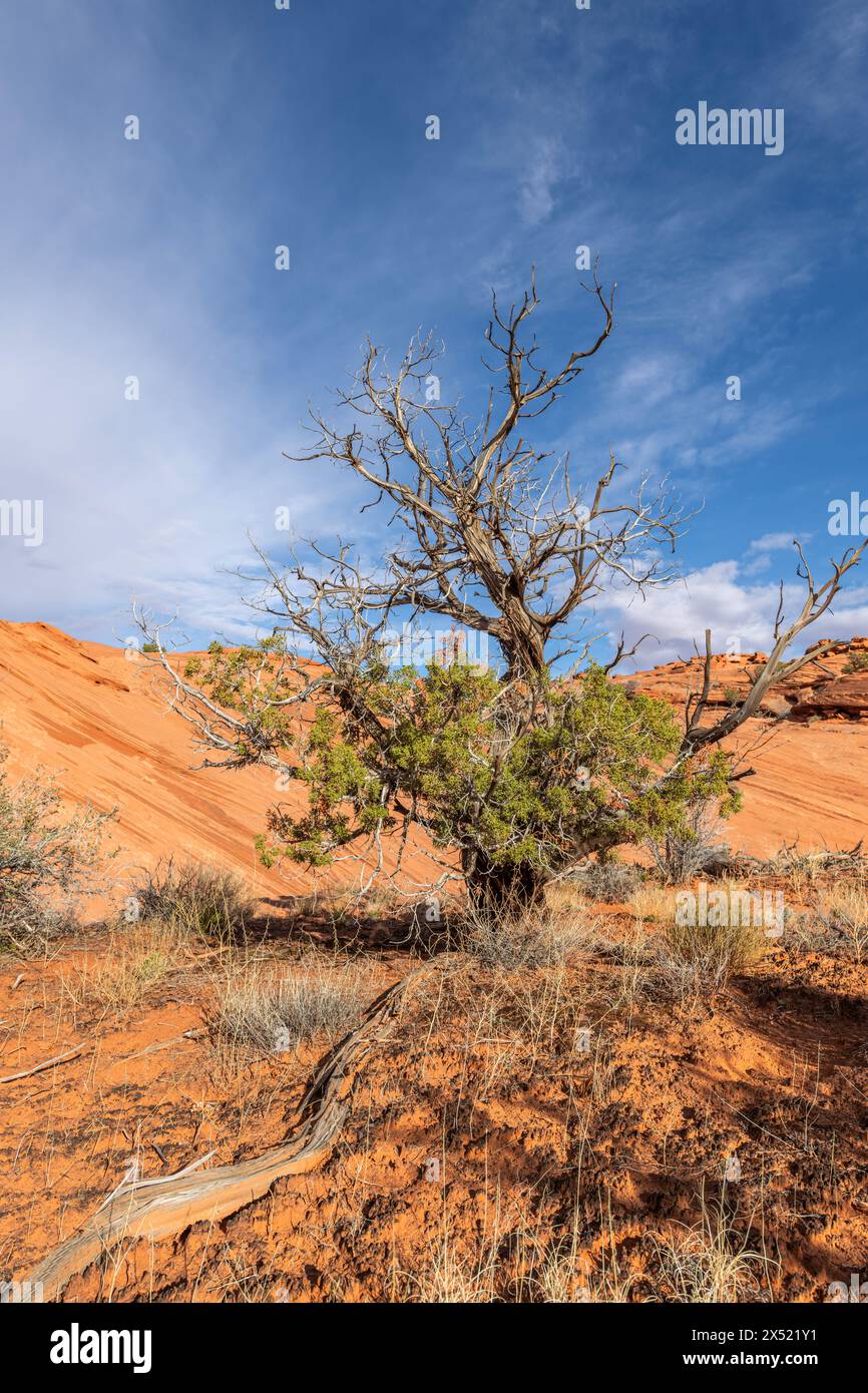 A lone ironwood tree while hiking in the remote areas of Monument ...