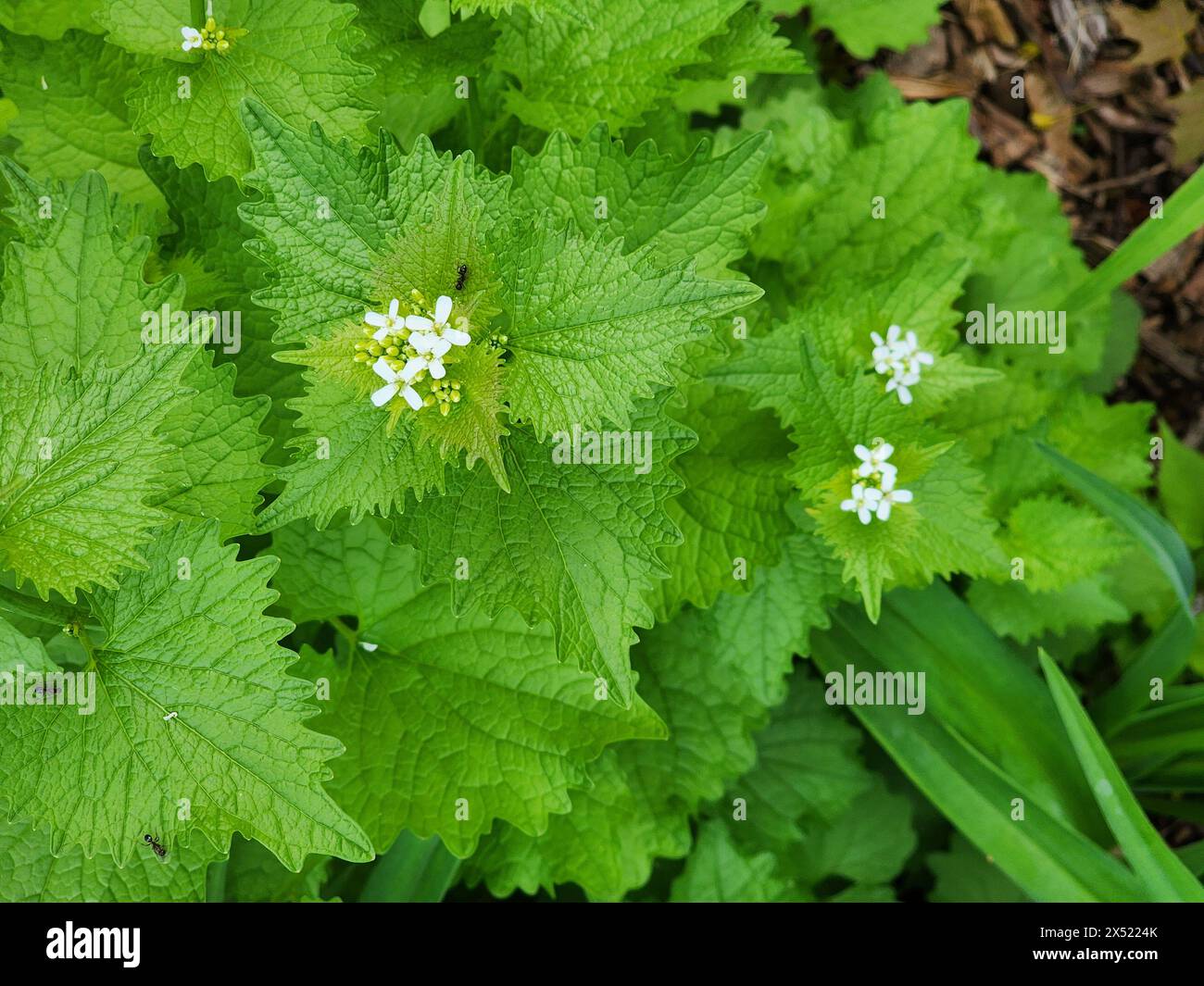 Garlic Mustard (Alliaria petiolata) Invasive plant into the USA ...