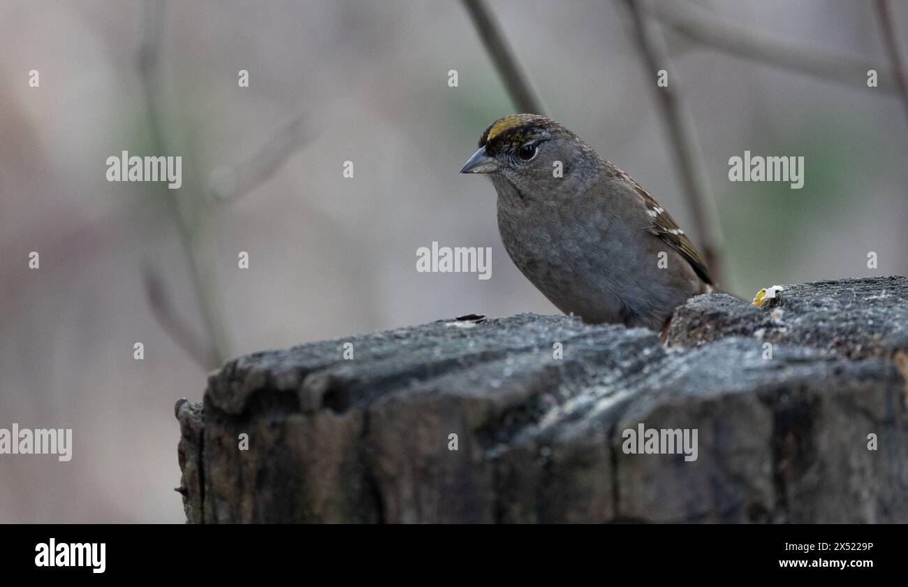 Gold crowned sparrow hi-res stock photography and images - Alamy