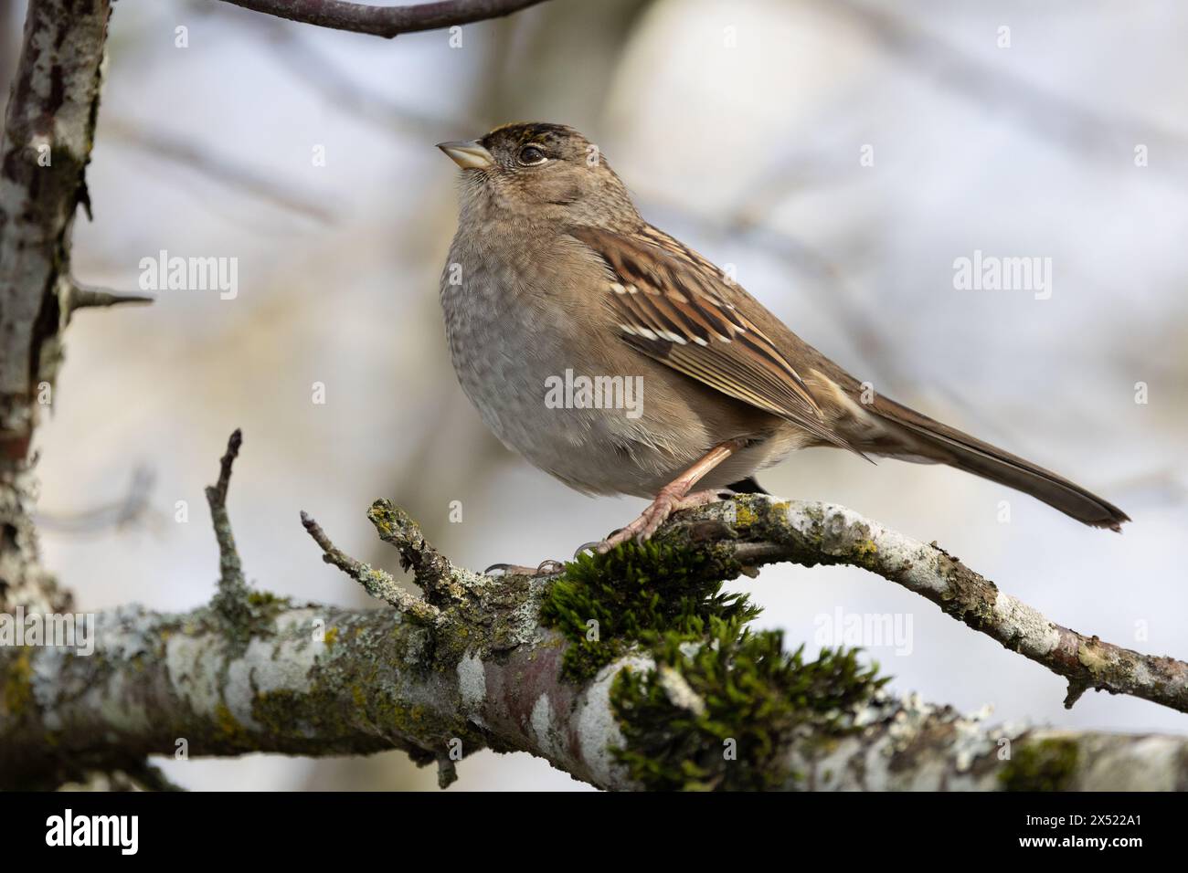 Gold crowned sparrow hi-res stock photography and images - Alamy