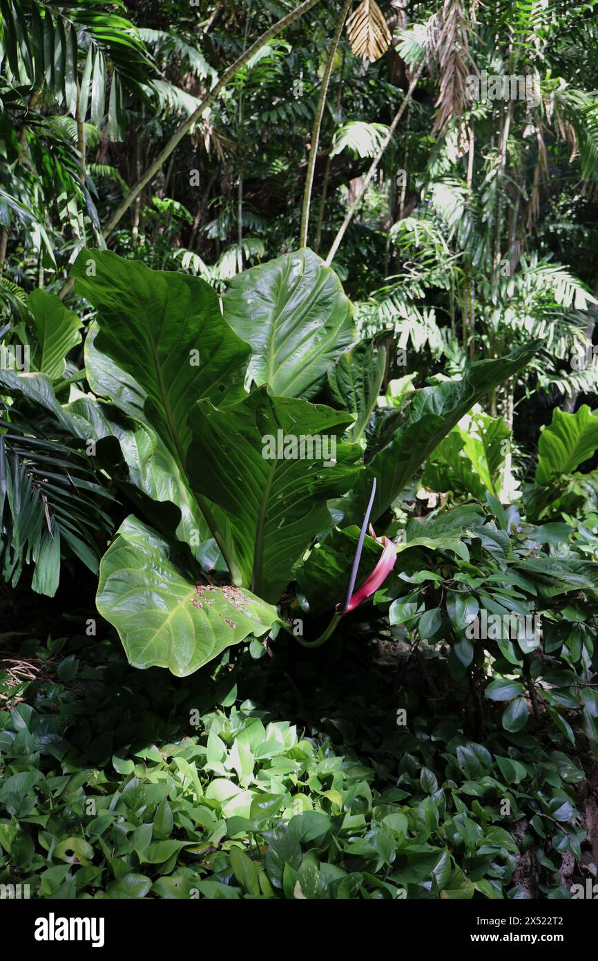 A large tropical Anthurium superbum plant with a large, purple pistil ...