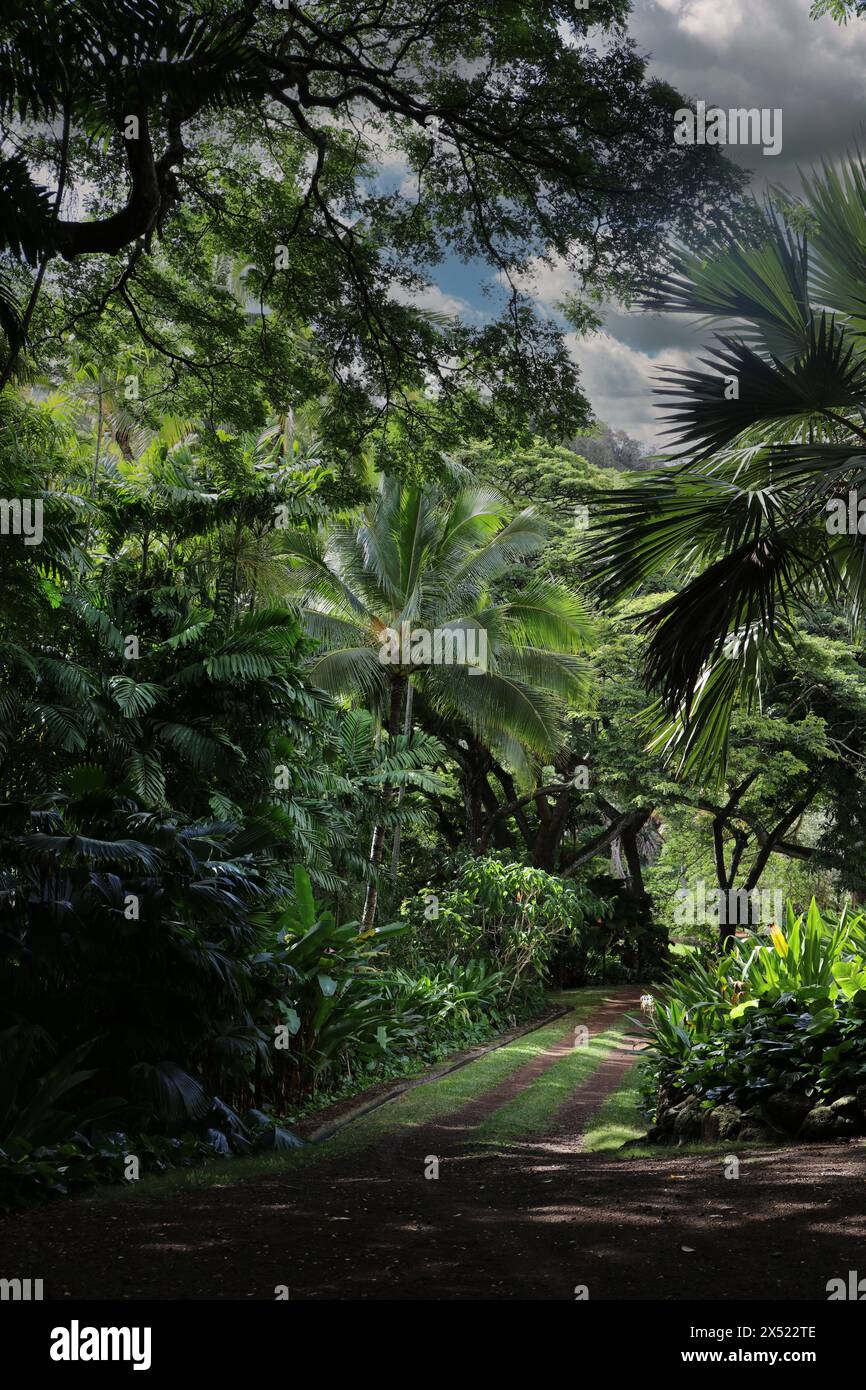 A walking path through a tropical rainforest in Allerton Gardens, Koloa ...
