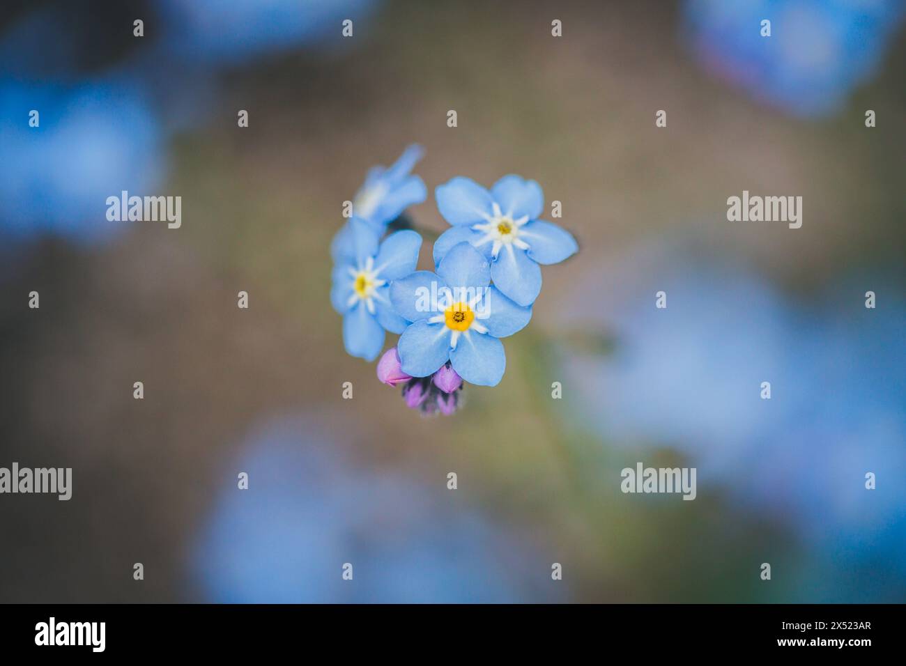 Forget nots scorpion grasses hi-res stock photography and images - Alamy