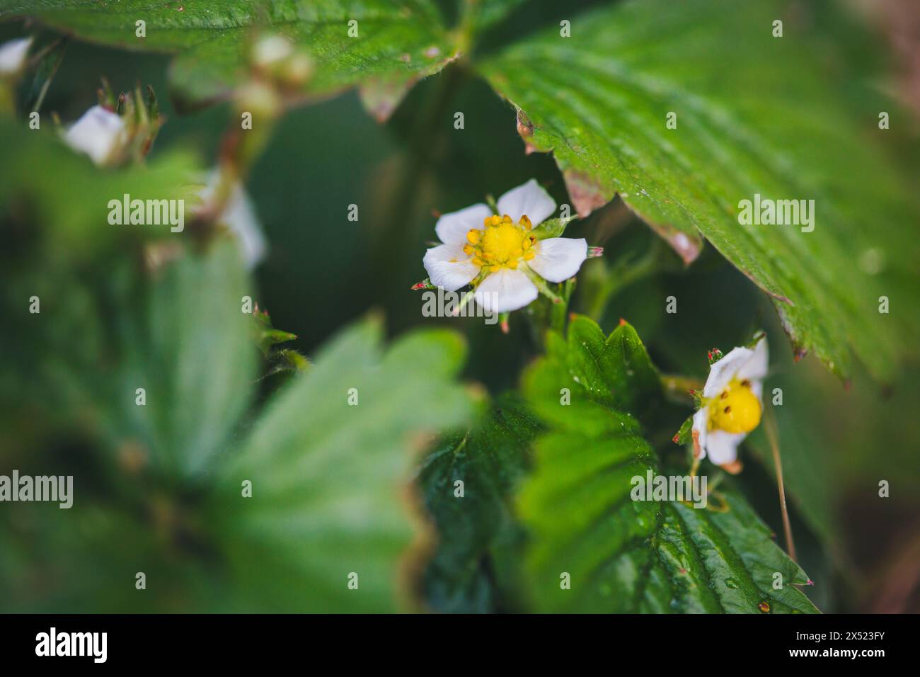 Wood strawberry (Fragaria vesca Stock Photo - Alamy