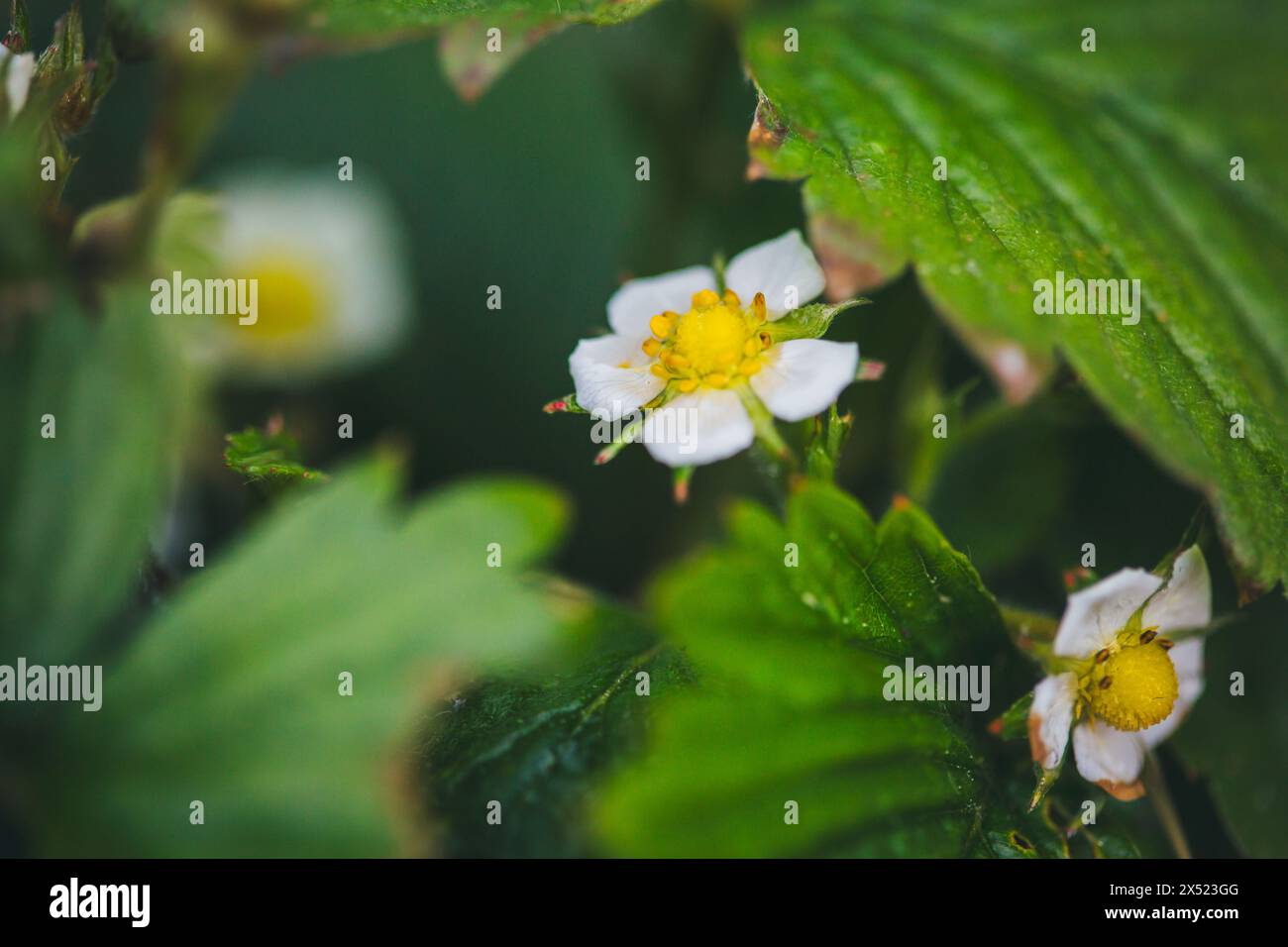 Spring garden strawberry hi-res stock photography and images - Alamy