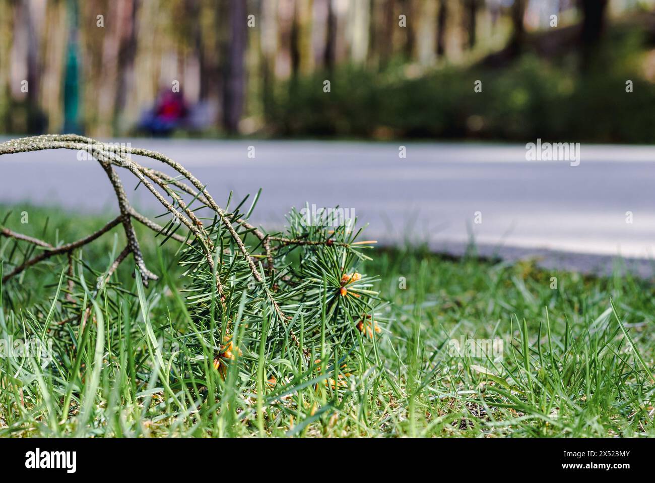 Cells of a moss plant hi-res stock photography and images - Alamy