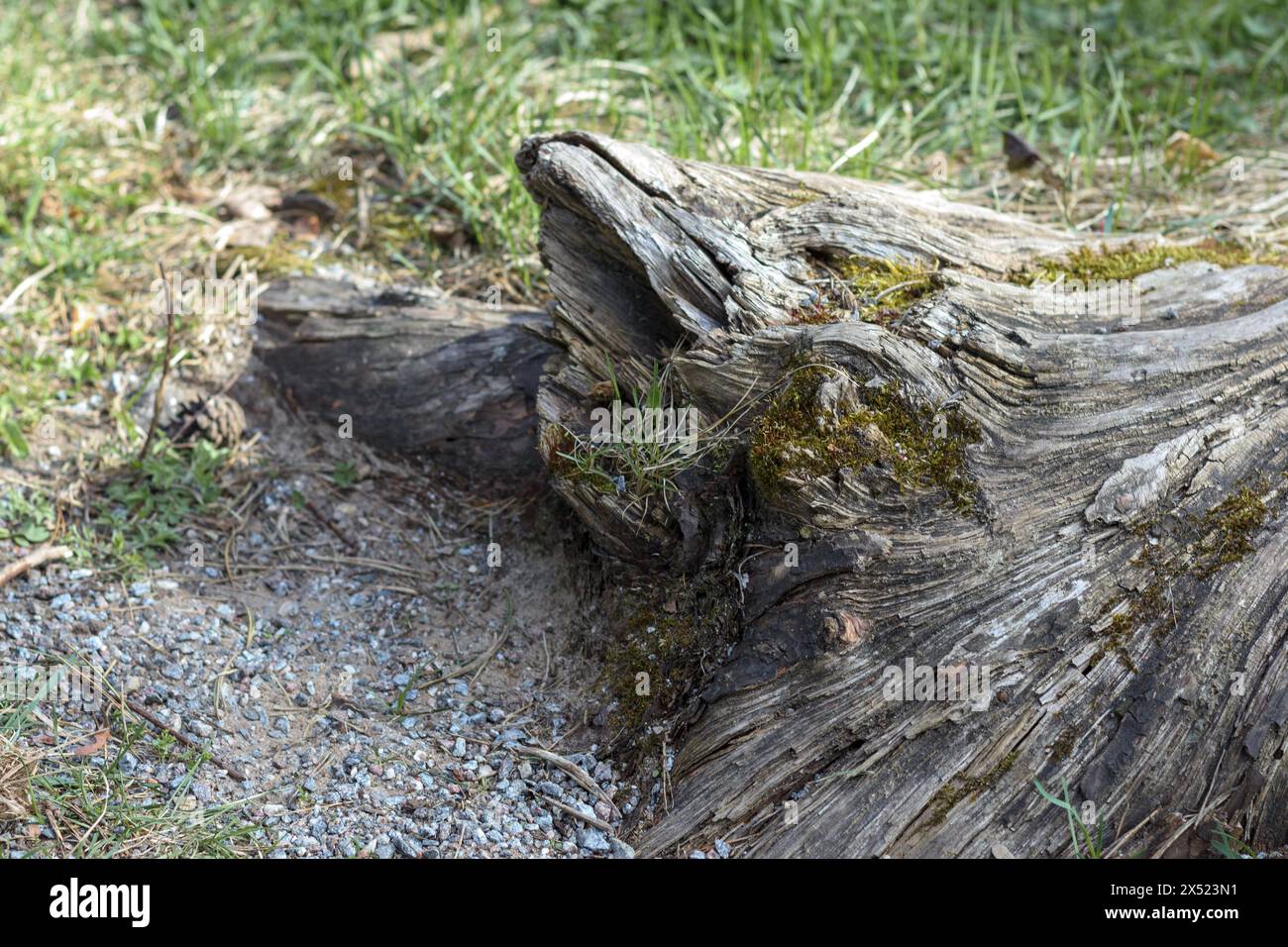 dead tree stump in forest with green grass background Stock Photo - Alamy