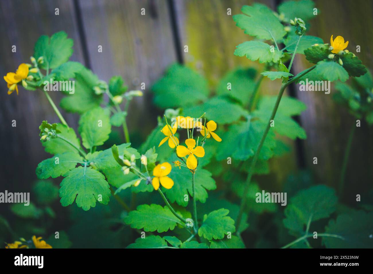 Swallowwort celandine chelidonium majus hi-res stock photography and ...