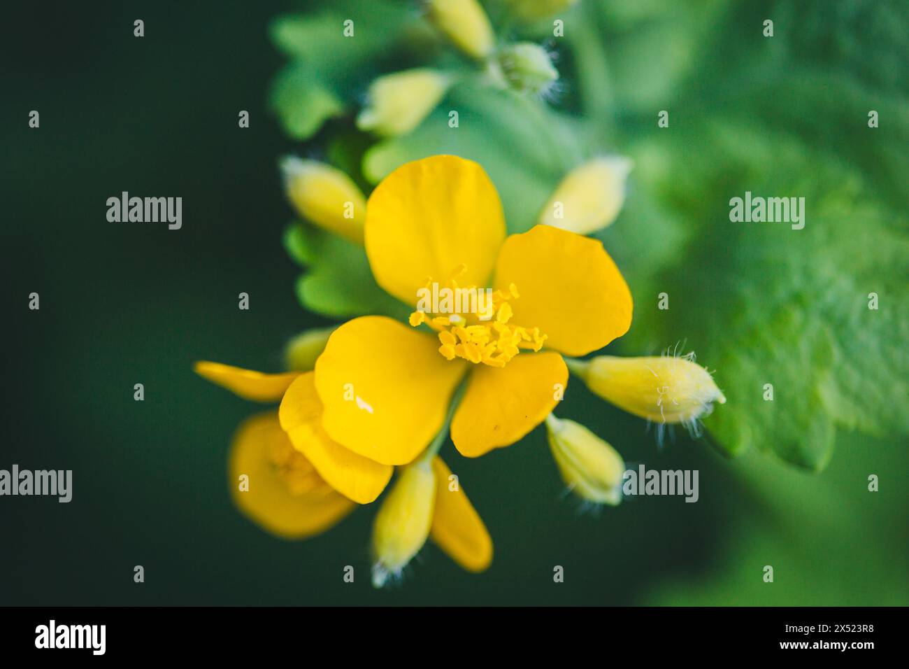 Tetterwort (Chelidonium majus Stock Photo - Alamy