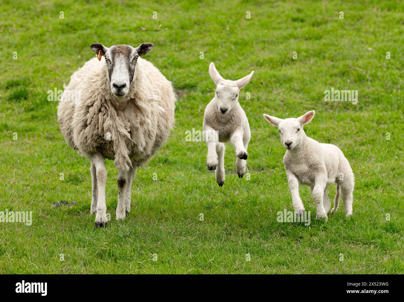Mother sheep with her two happy, jumping lambs in Springtime. Facing ...