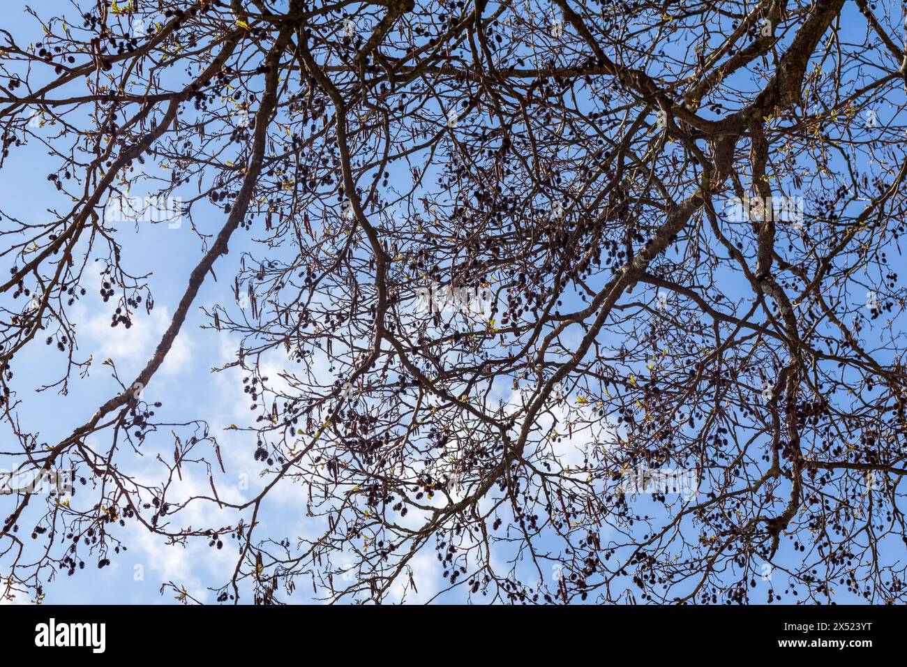 tree branches against blue sky Stock Photo - Alamy